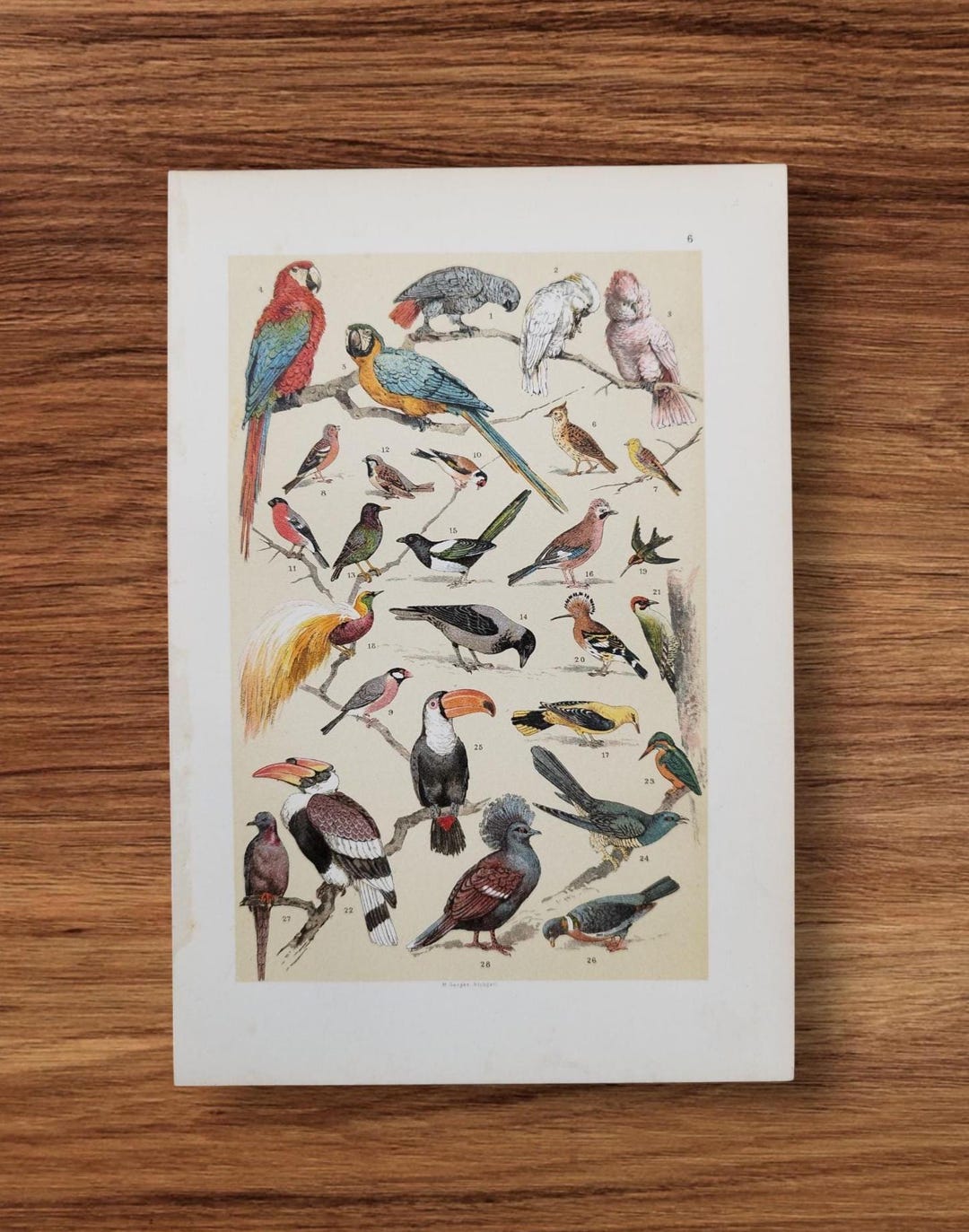 Original Antique 1906 Exotic Birds Book Print Lithograph , Parrot ...