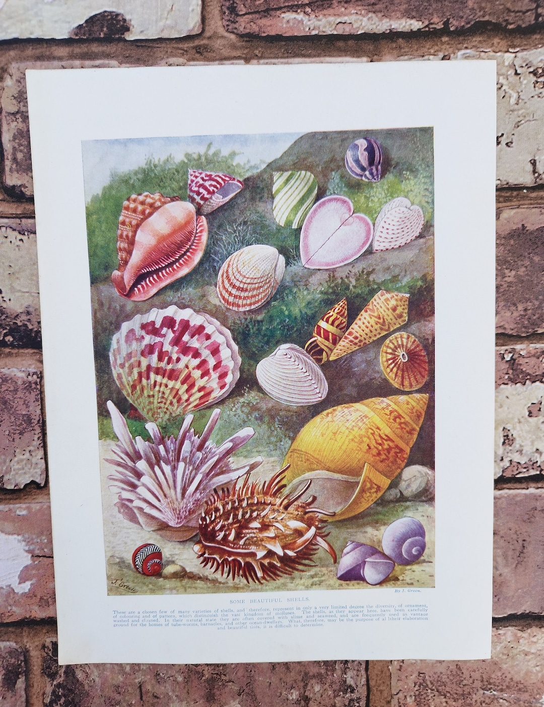 Antique Sea Shells 1920s Lithograph Print , Sea Shell Book Picture ...