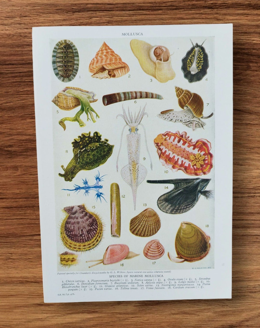 Vintage 1950s Marine Biology Print: Gastropods, Sea Slugs, Molluscs - Etsy
