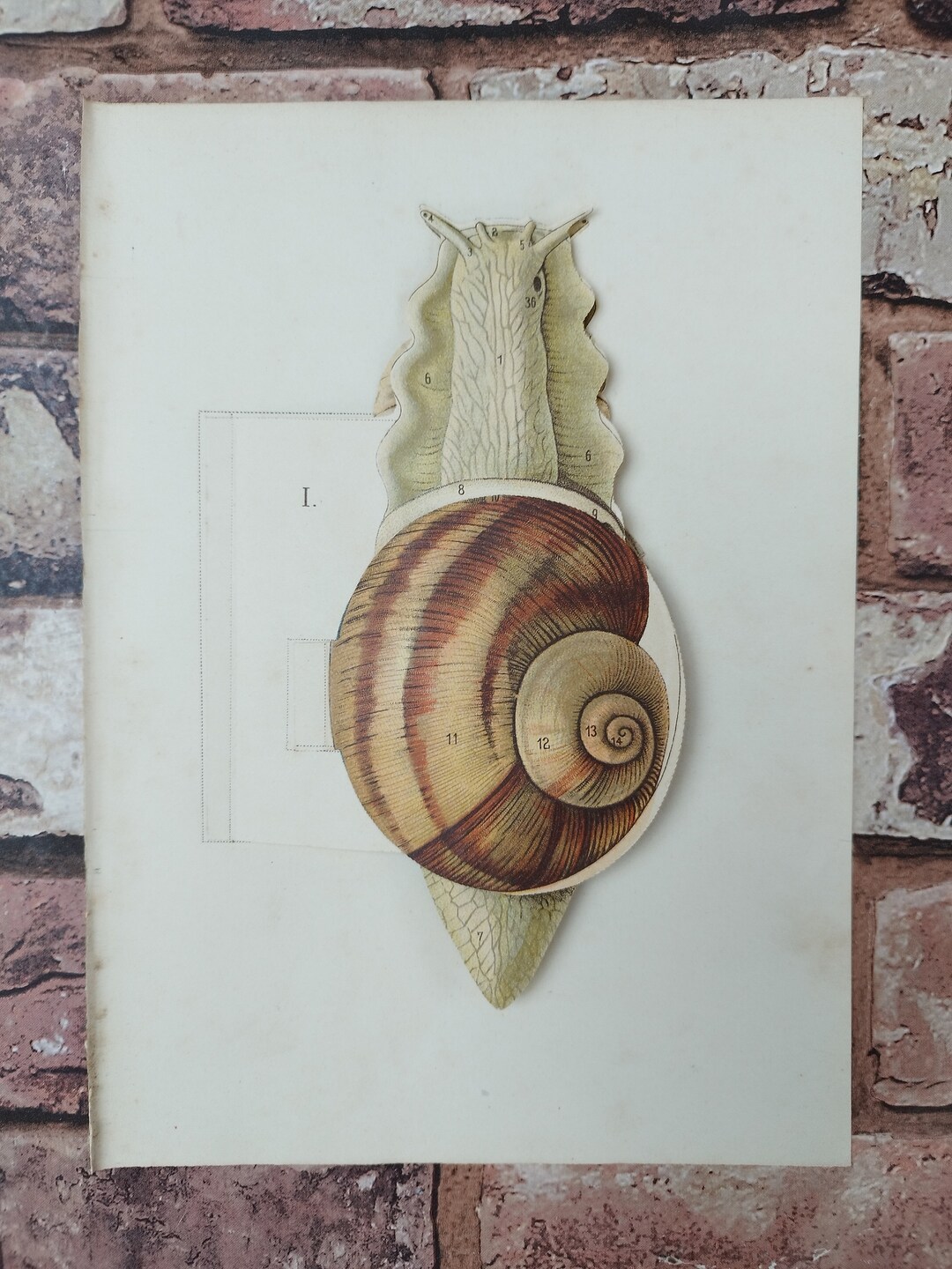 Rare 1910 Antique Snail Gastropod Book Print Lithograph Picture With ...