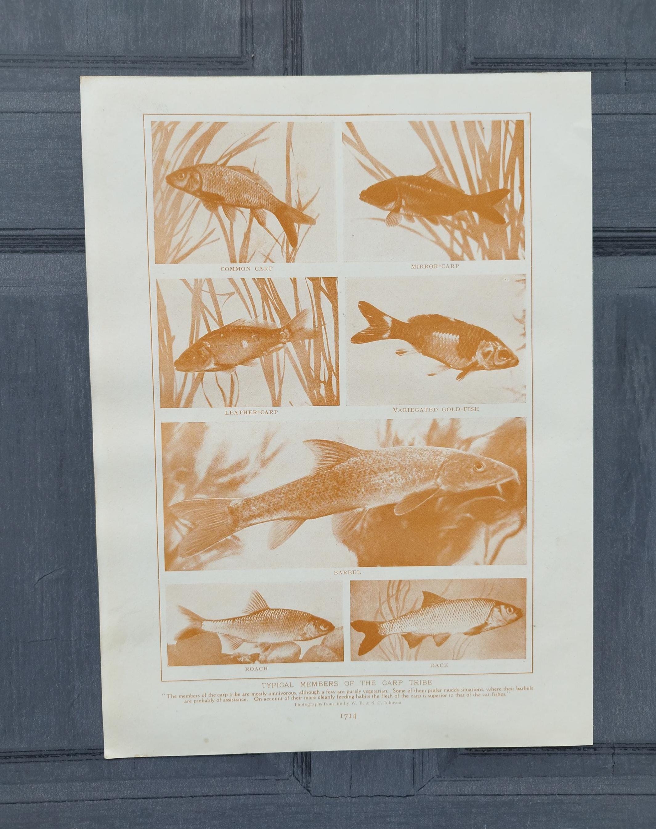 Antique 1910 Tropical Aquarium Sea Fish Lithograph Book Print Picture ...
