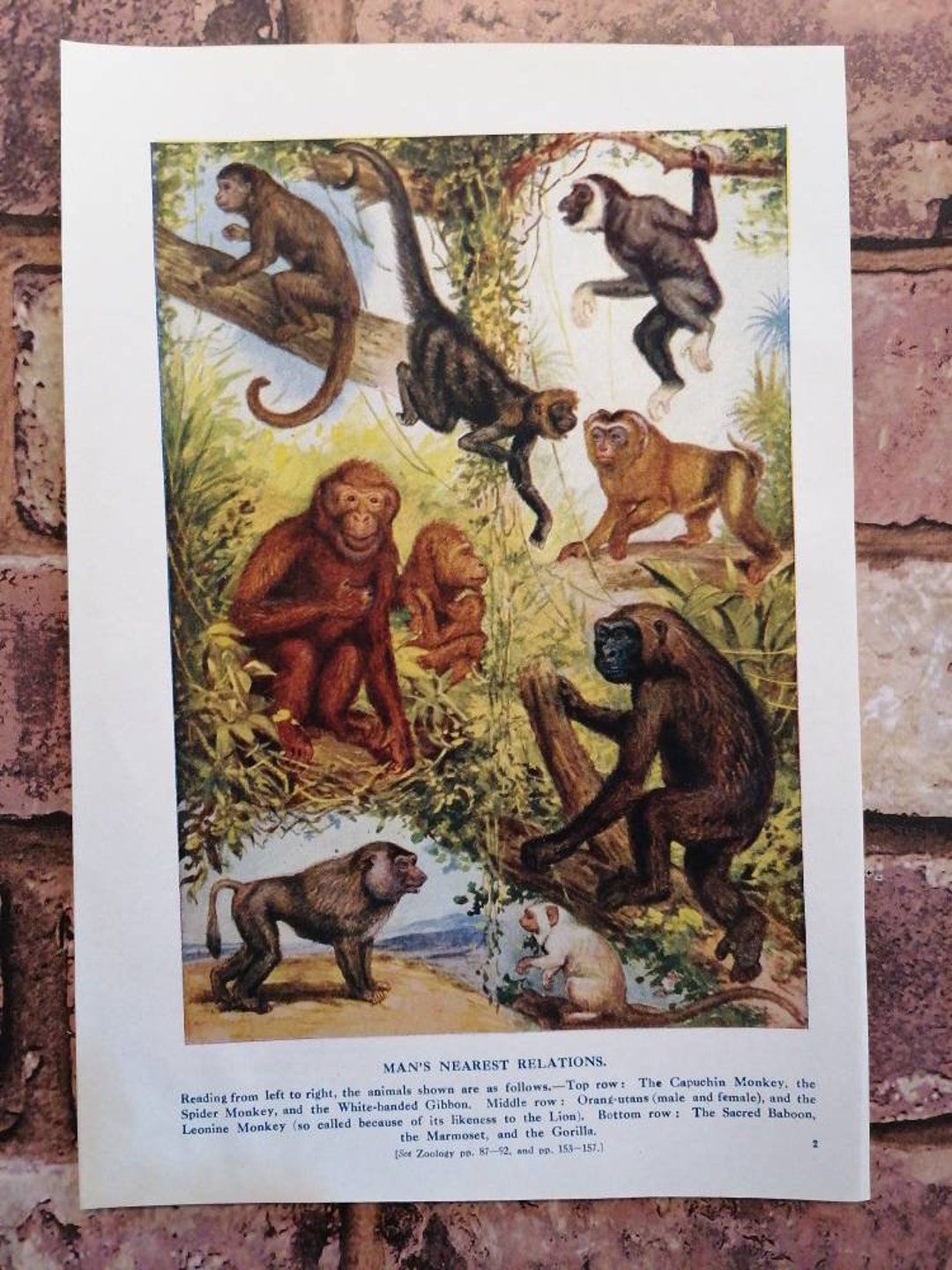 Antique 1920s Species of Monkeys Natural History Picture Print ...