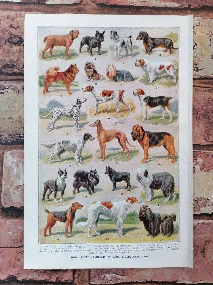 Rare Exotic Dog Breeds | ppgbbe.intranet.biologia.ufrj.br