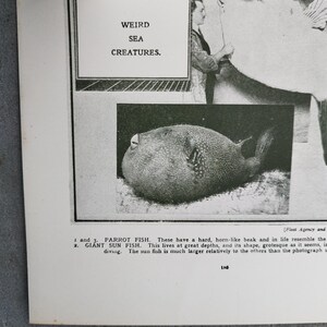 Original Vintage 1930s Weird Sea Creatures Book Print Picture ...