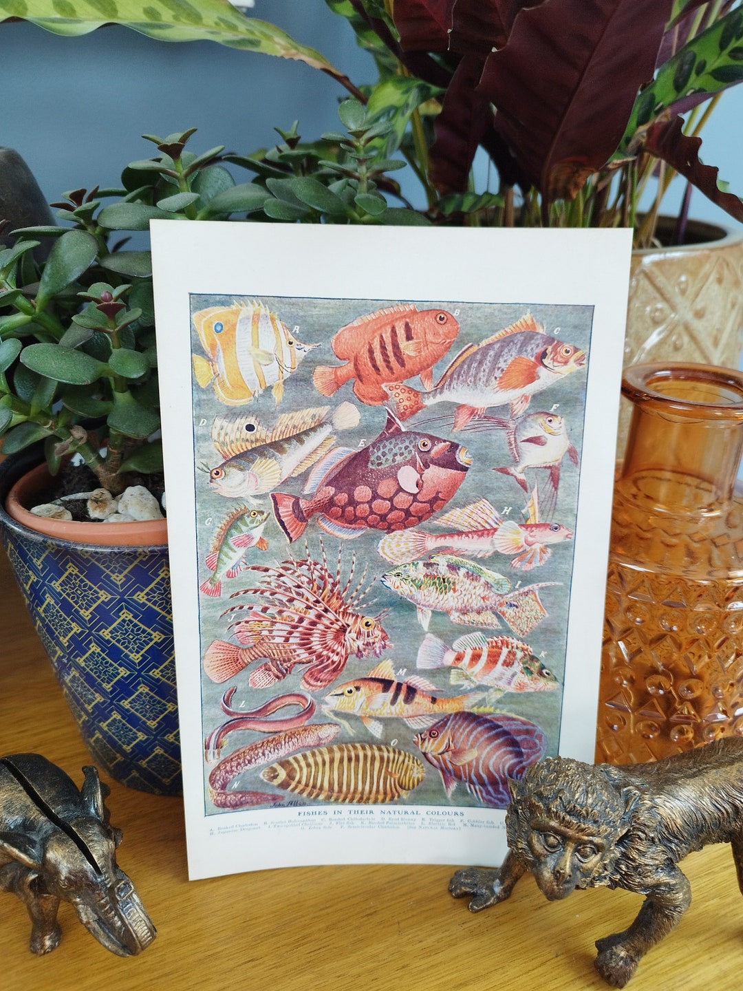 Antique Tropical Fish Lithograph Print 1906 Beautiful Sea - Etsy