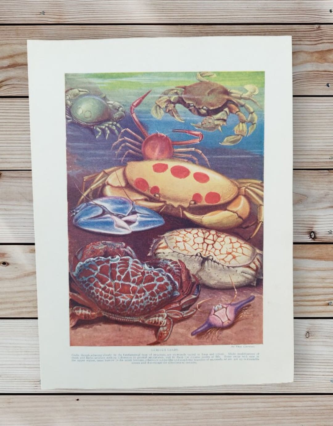 Original Antique 1920s Curious Crabs Book Print Picture ...