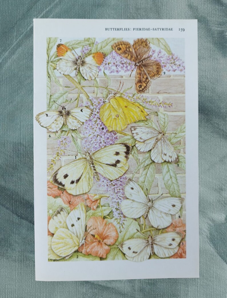 Vintage 1960s Butterfly Book Print Illustration Picture , British White ...