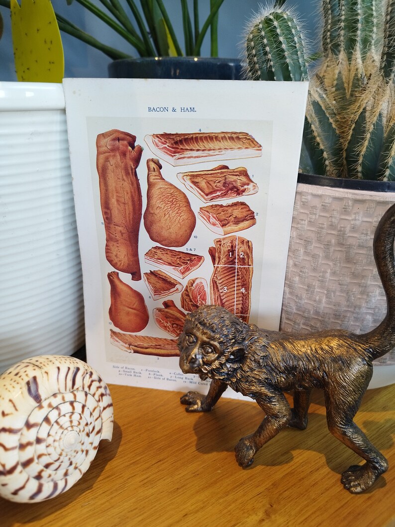 Antique Cuts of Meat Book Page Lithograph C1913 , Butcher's Cooks Meats ...