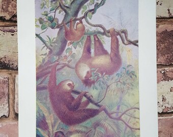 Two Toed Sloth - Etsy