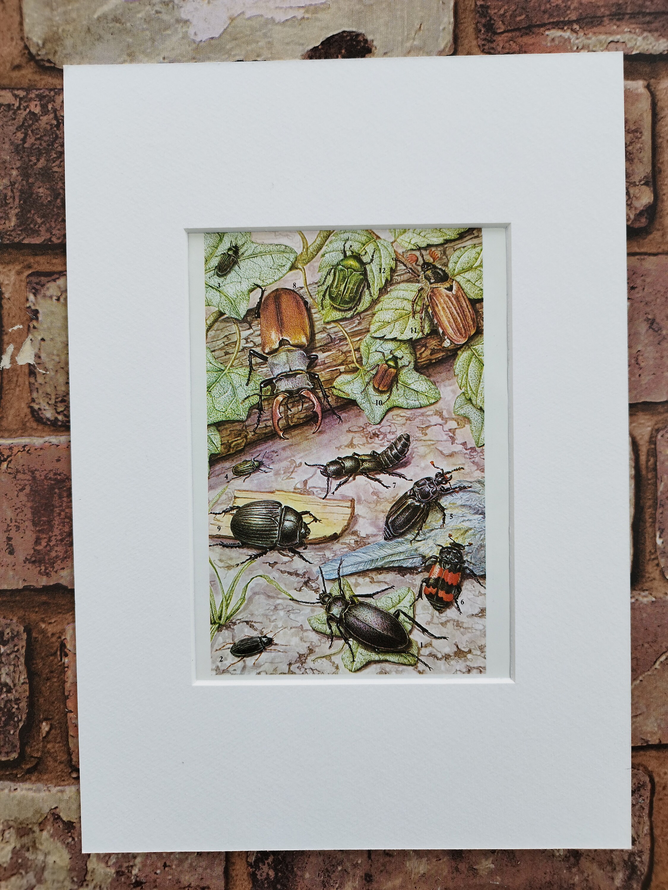 Vintage 1960s Types of British Insect Garden Beetles Print Picture ...