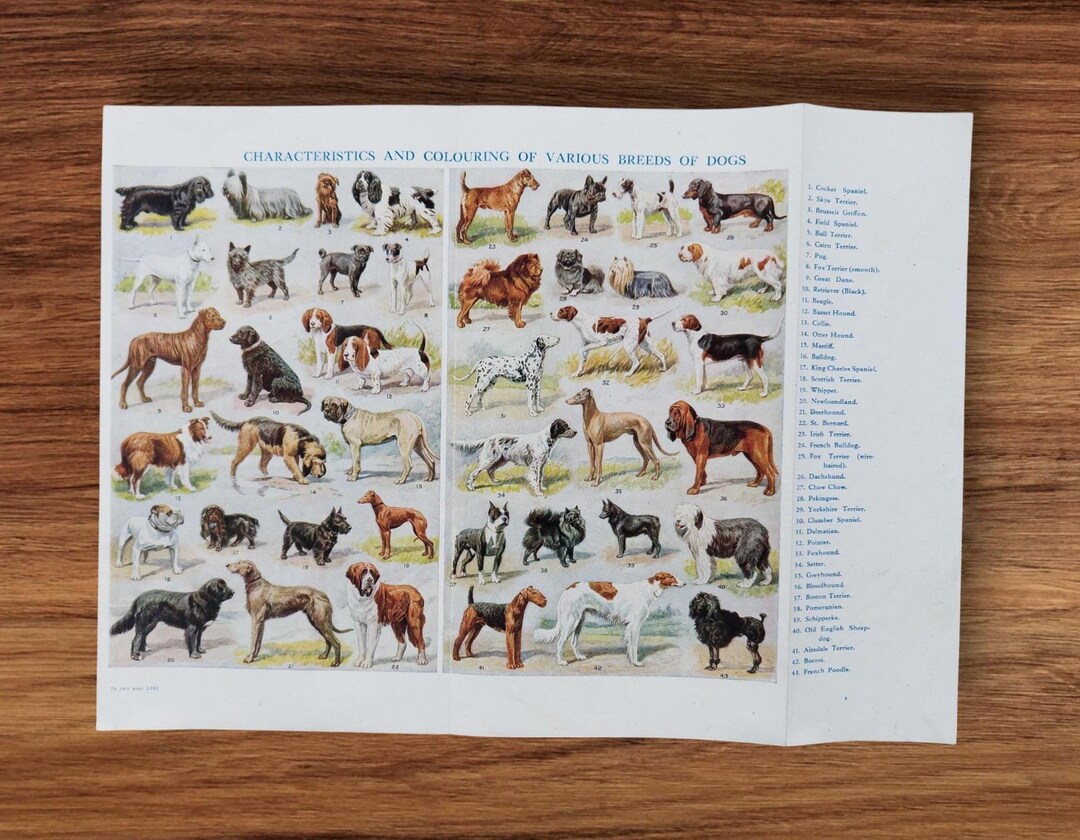 Genuine Vintage 1940s Dog Breeds Print Book Illustration Picture Poster ...