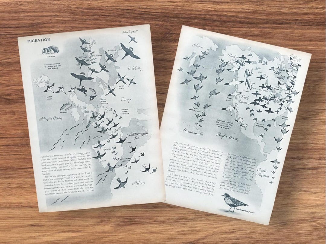 Vintage 1950s Migration Chart Print: Birds, Animals, Butterflies - Etsy