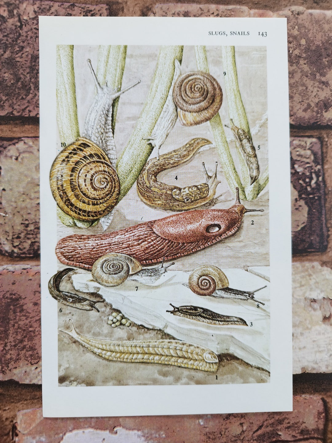 Vintage 1960s Garden Slugs and Snails Shells Nature Book Illustration ...
