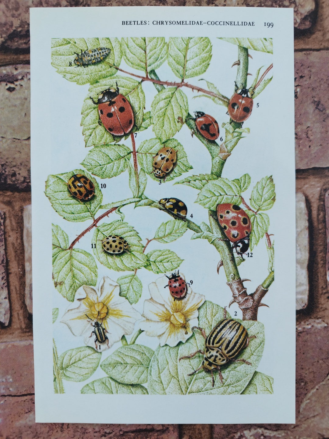 Vintage 1960s Ladybird & Beetles Book Print Illustration Picture ...
