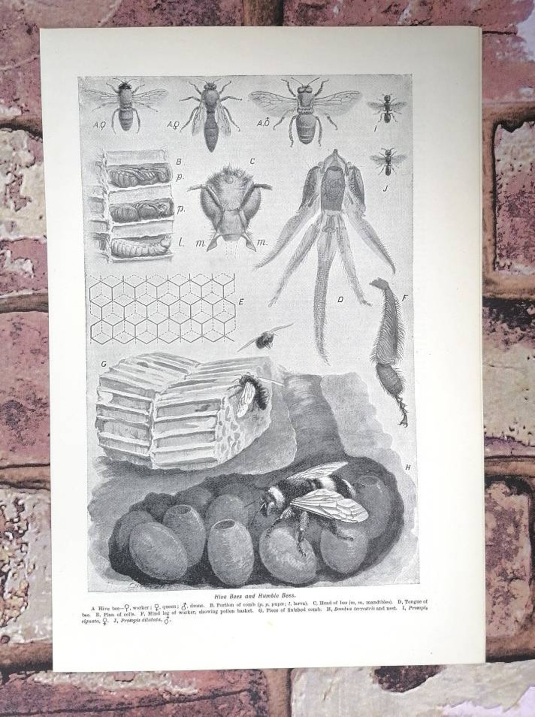 Antique 1906 Bee Hive Body Parts Dissection Book Print Lithograph ...