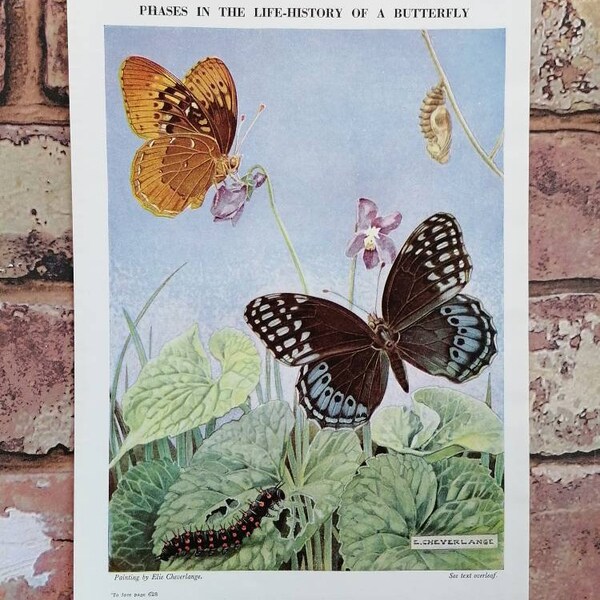 Butterfly Lithograph - Etsy