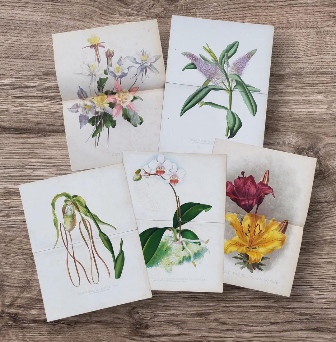 Set of Victorian Antique 1880s Floral Botanical Book Print Pictures ...