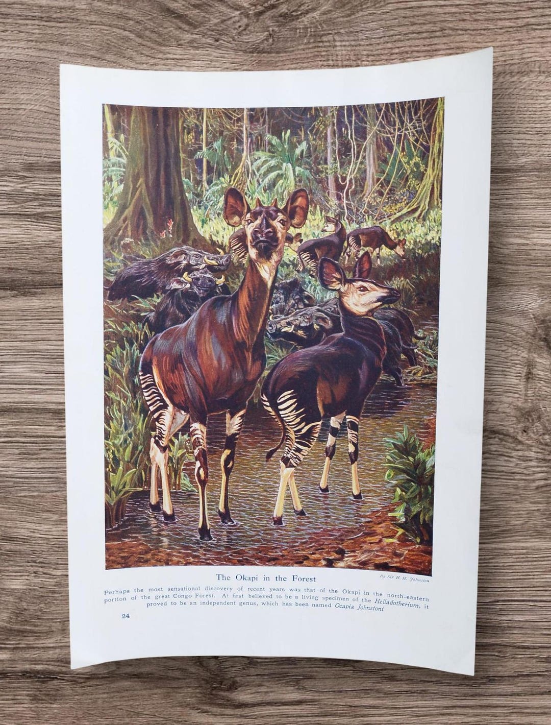 Genuine Antique 1915 the Okapi Herd in the Forest Book Print Painting ...
