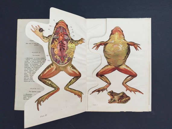 Frog Anatomy Dissection