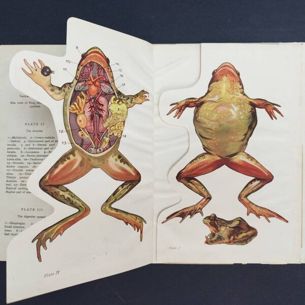 Dissection Art - Etsy