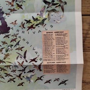 Original Vintage 1950s the Migration of British Birds Pull Out Book ...