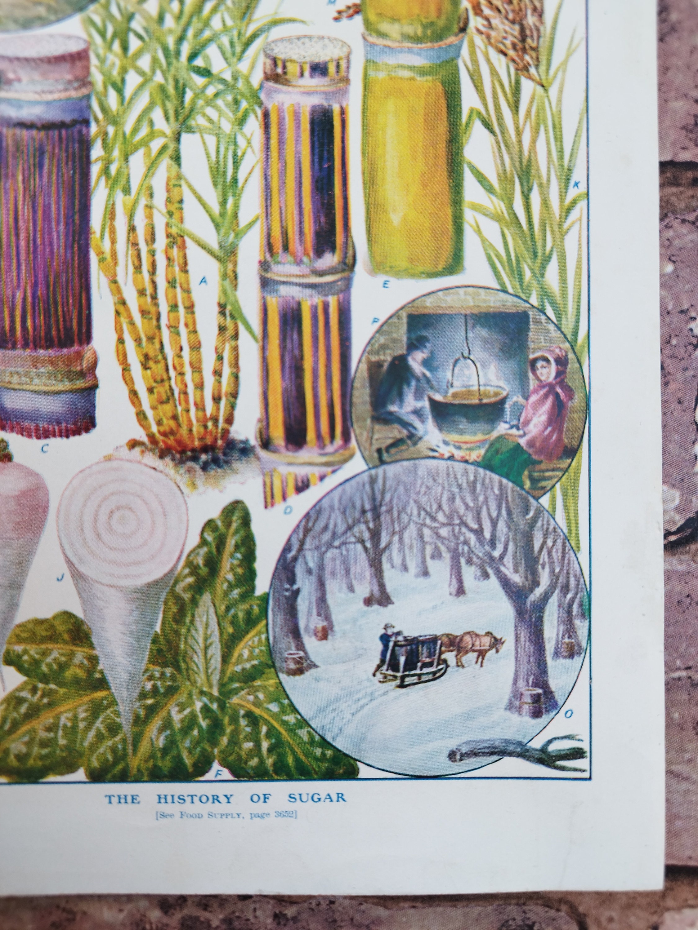 Antique 1907 the History of Sugar Lithograph Print Sugar - Etsy