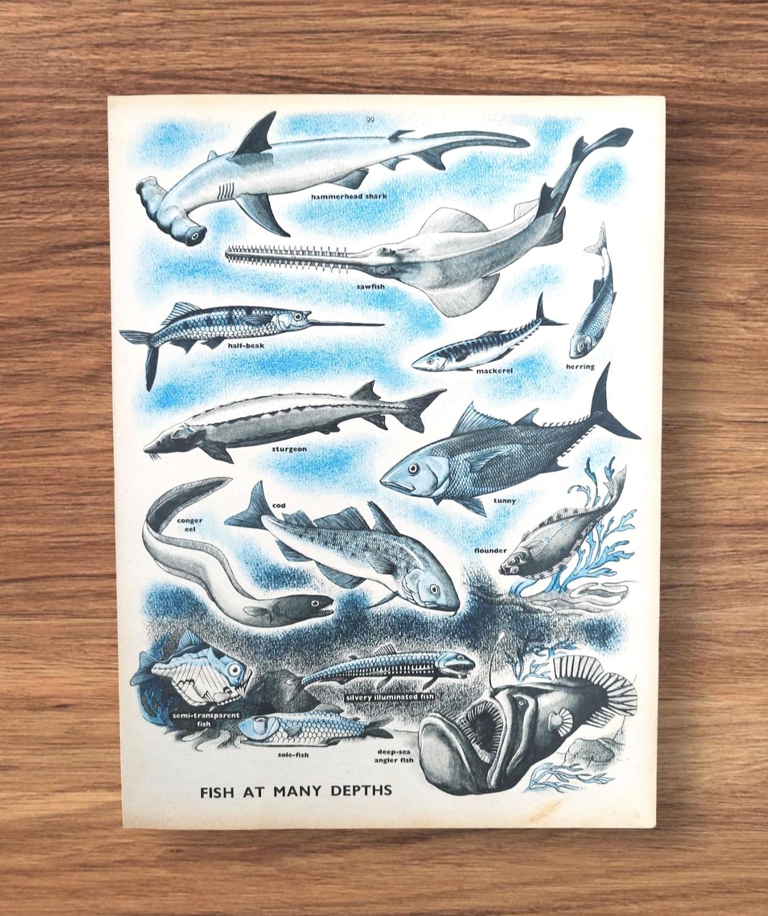 Genuine Vintage 1950s Deep Sea Ocean Fish Book Art Print Picture ...