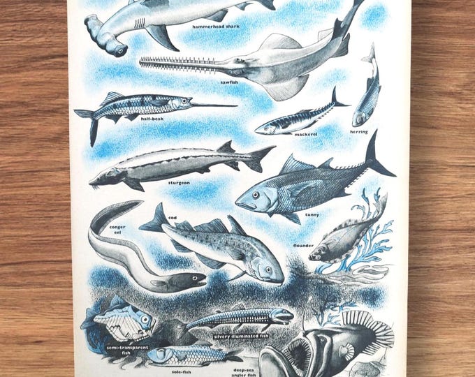 Genuine Vintage 1950s Deep Sea Ocean Fish Book Art Print Picture ...