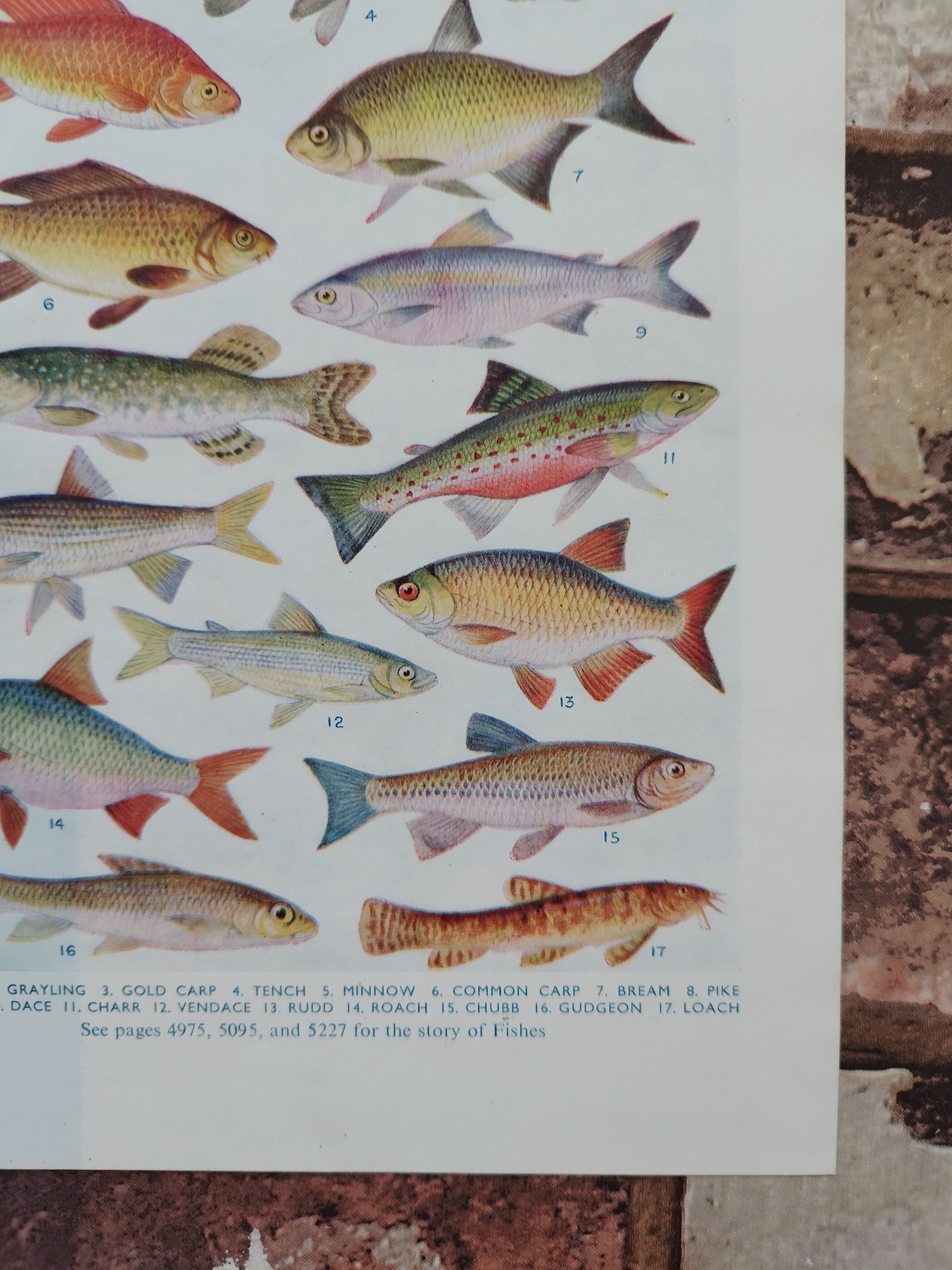 Vintage 1950s Fishes in British Rivers and Lakes Lithograph Book Print ...