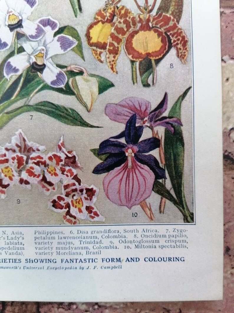 Antique Rare and Common Orchids 1920s Book Print Lithograph - Etsy