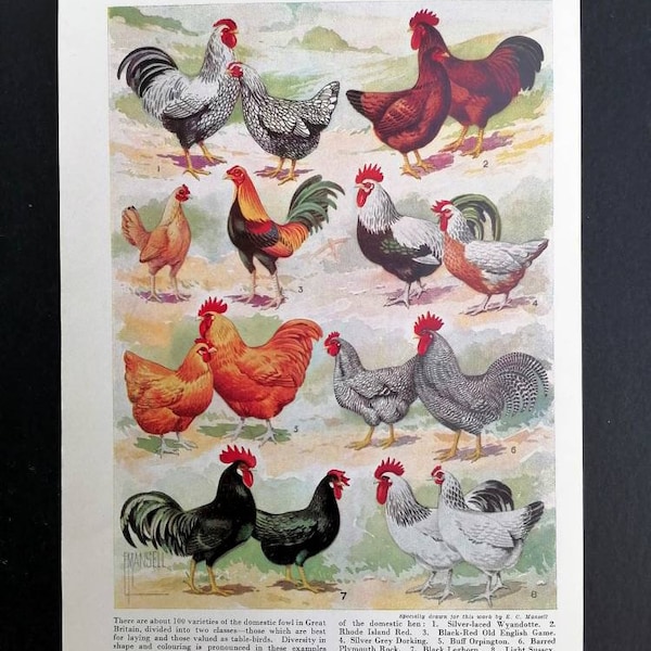 Poultry - Etsy