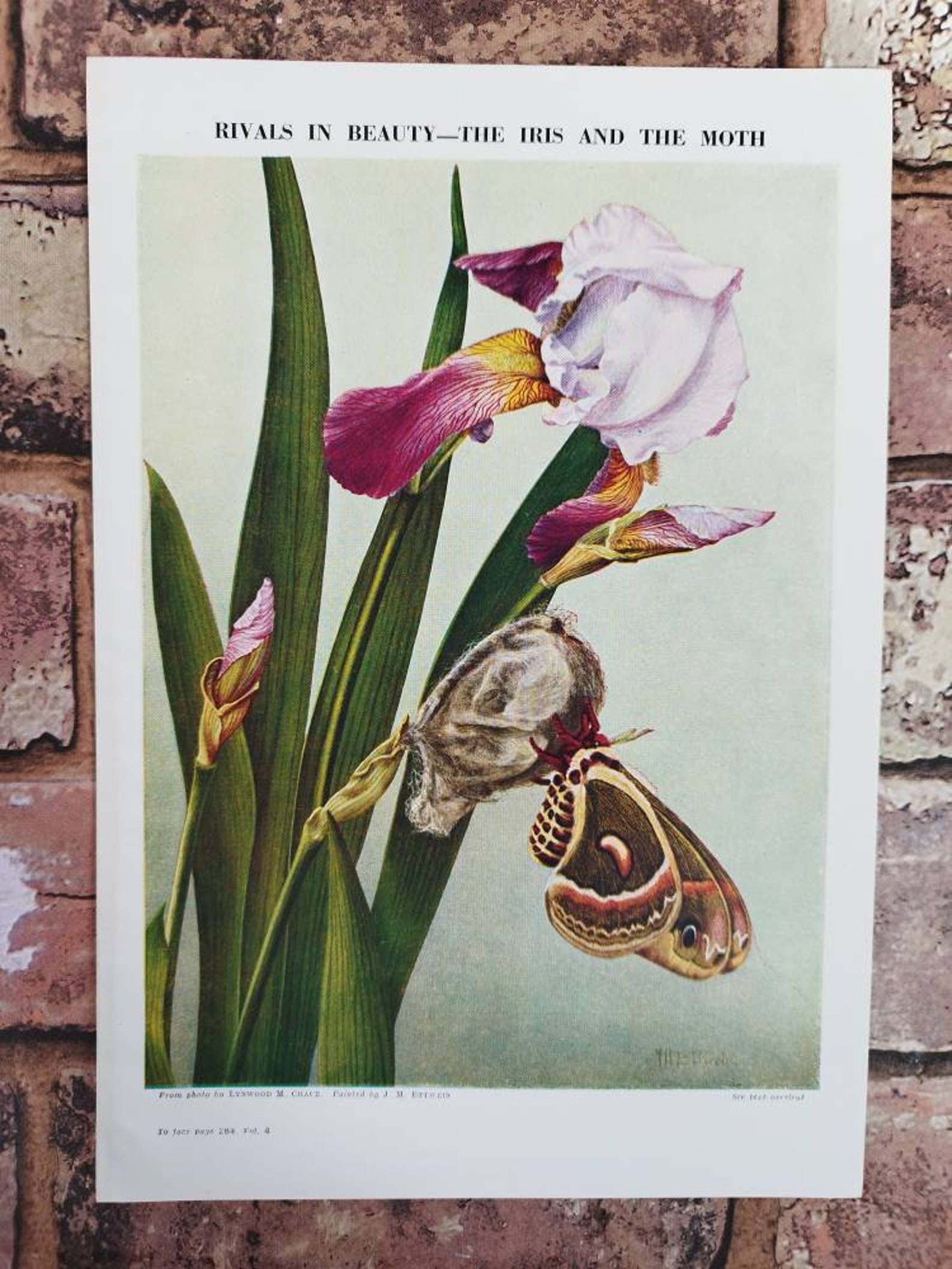 Original Vintage 1950s Moth on an Pink Iris Flower Botanical Book Page ...