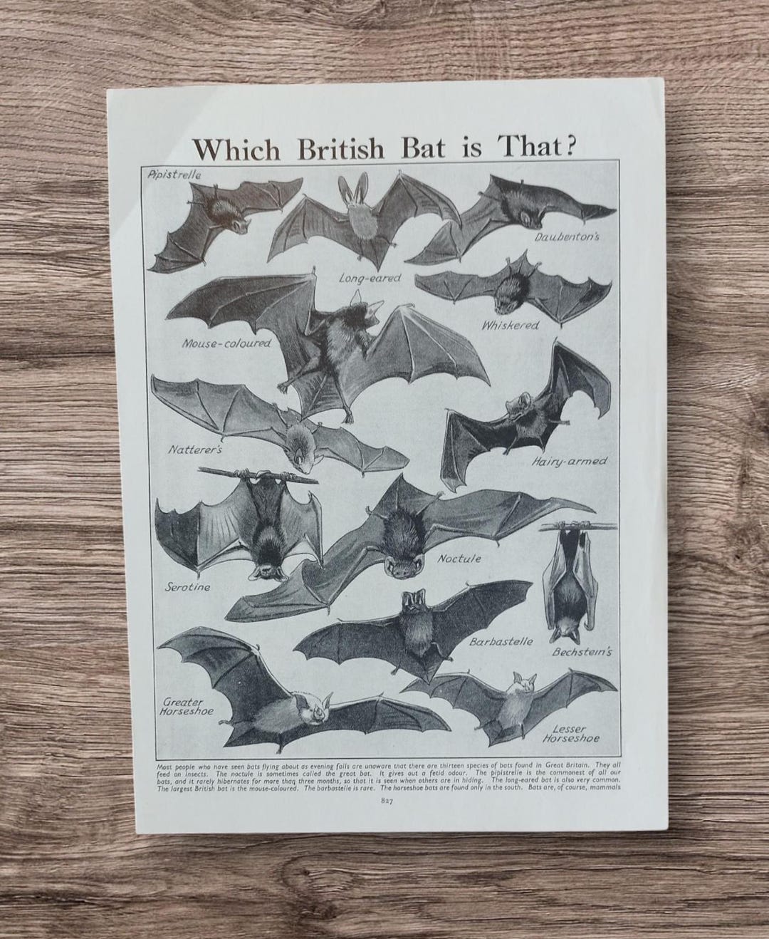 Genuine Vintage 1930s British Flying Bats Species Book Print Picture ...