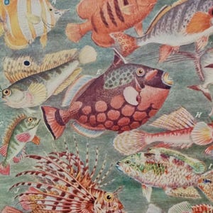 Antique Tropical Fish Lithograph Print , 1906 Beautiful Sea World ...