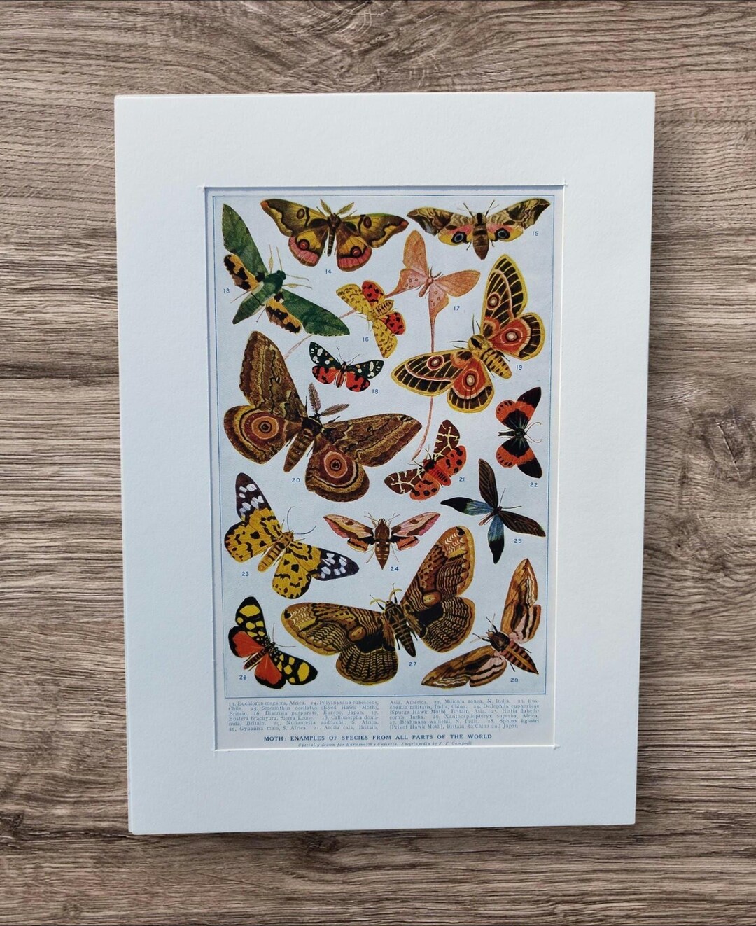 Antique 1920s Moths of Tropical Regions From Around the World Book Page ...