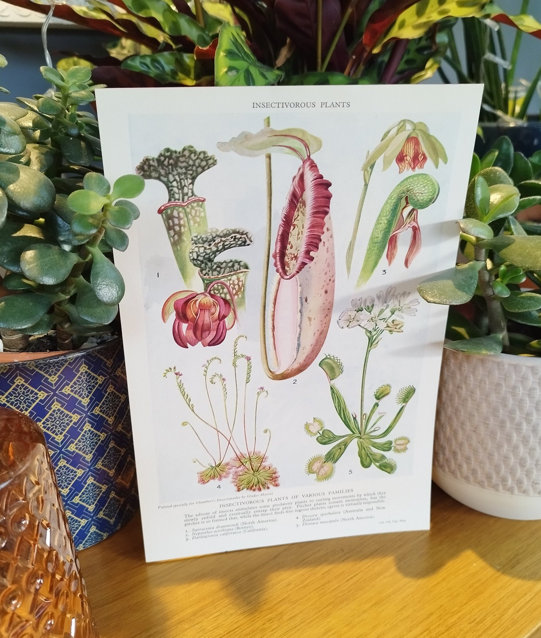 Vintage 1950s Insectivorous Plants Book Print Lithograph Picture Insect ...