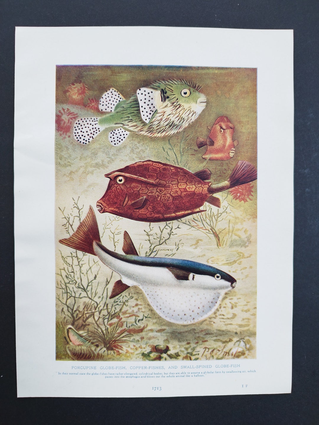 Antique 1910 Tropical Aquarium Sea Fish Lithograph Book Print - Etsy