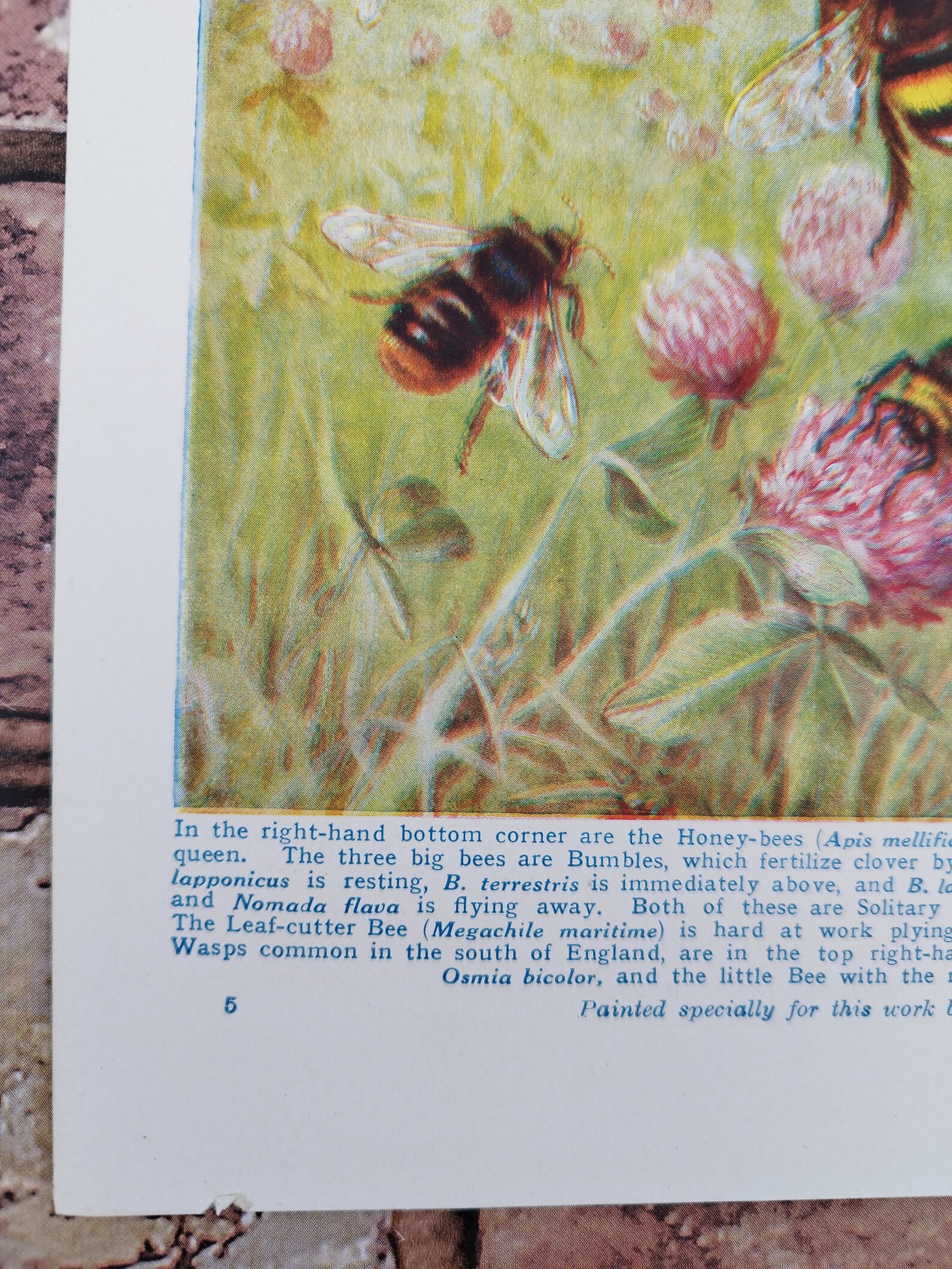 Original Vintage Maude Scrivener 1950s Book Plate Illustration , the ...