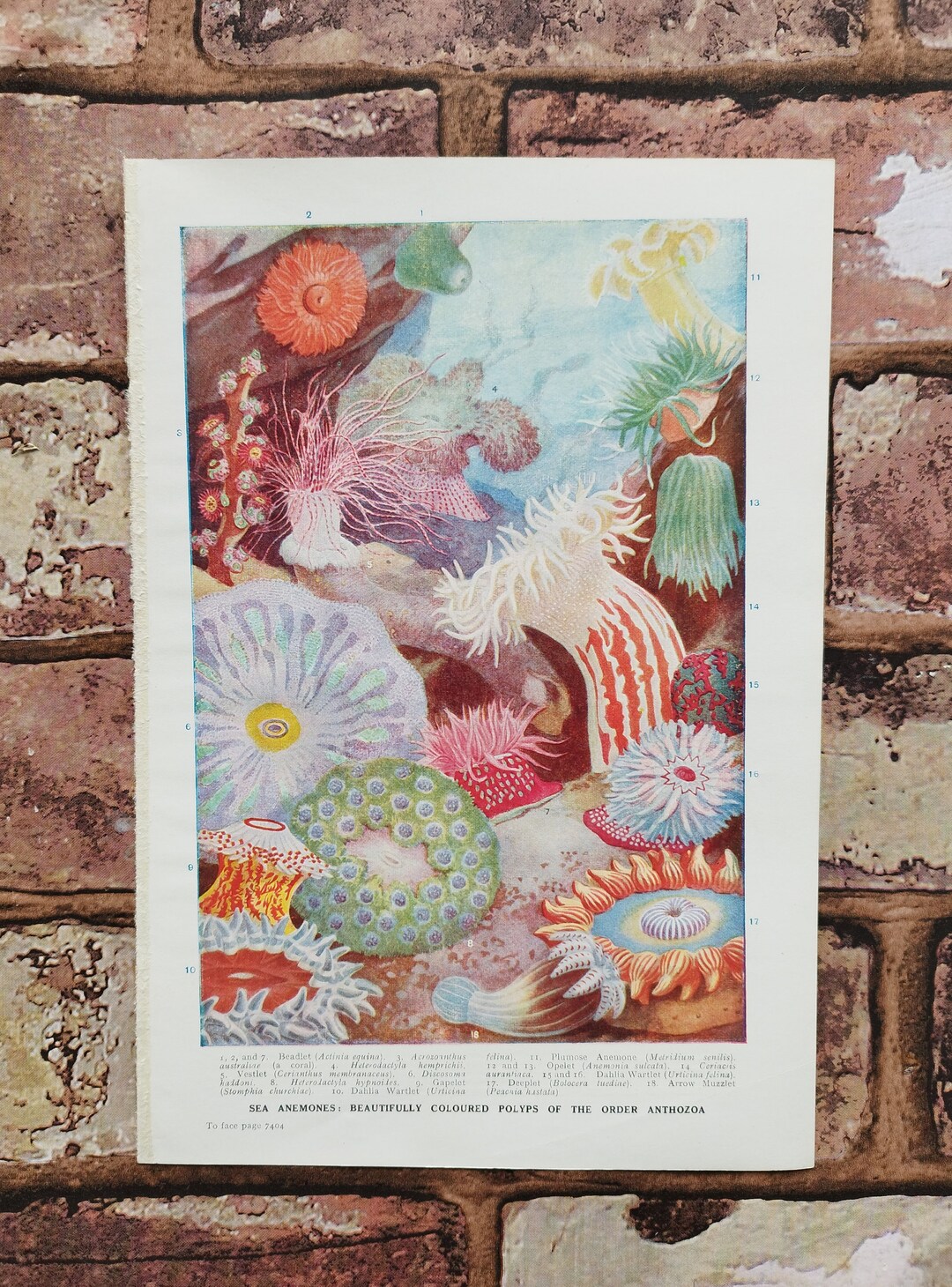 Genuine Antique 1920s Sea Anemone Book Print Picture Wall Art , Coral ...