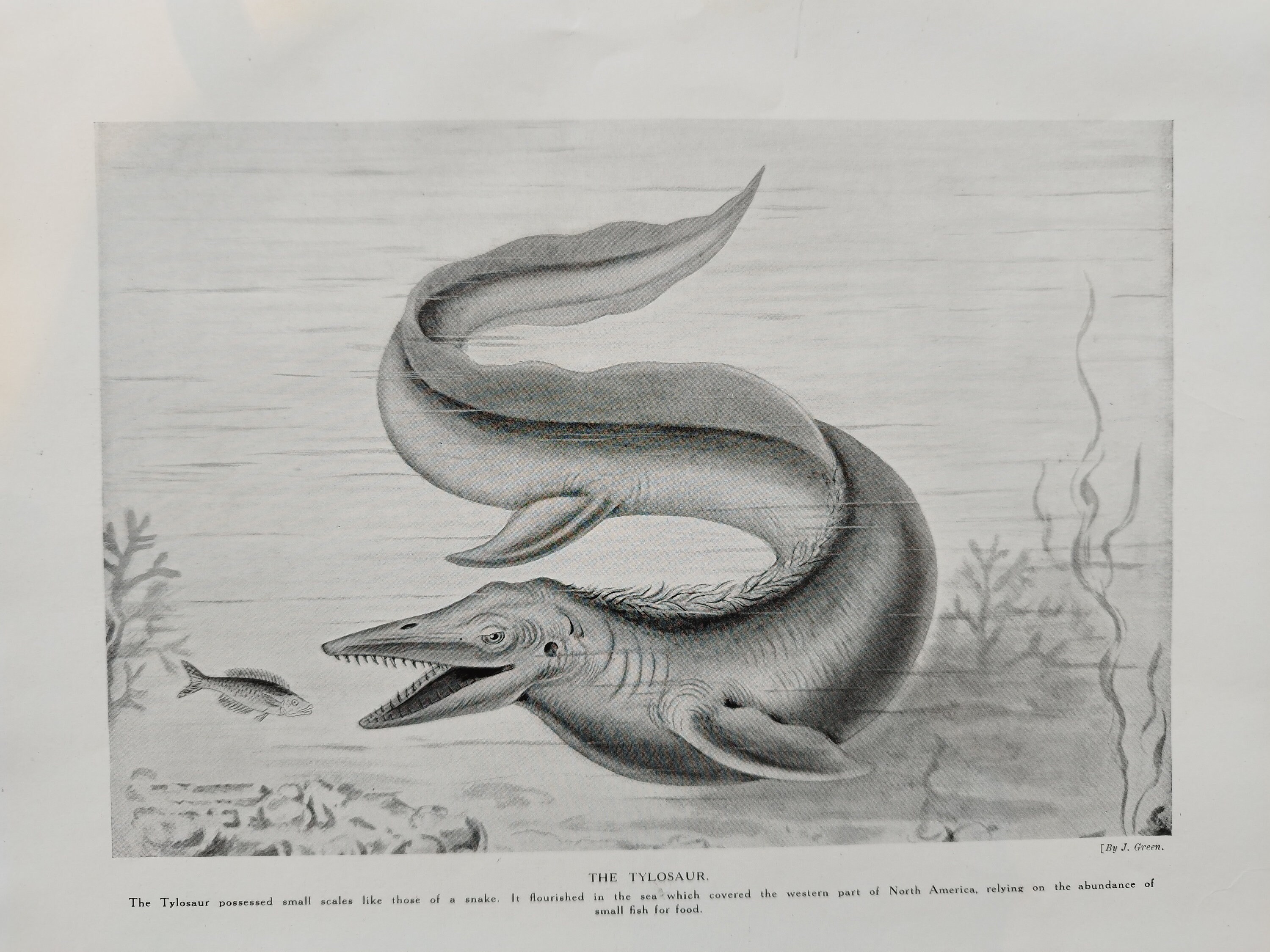 Genuine Vintage 1920s the Tylosaurus Mosasaurs Book Print Lithograph ...