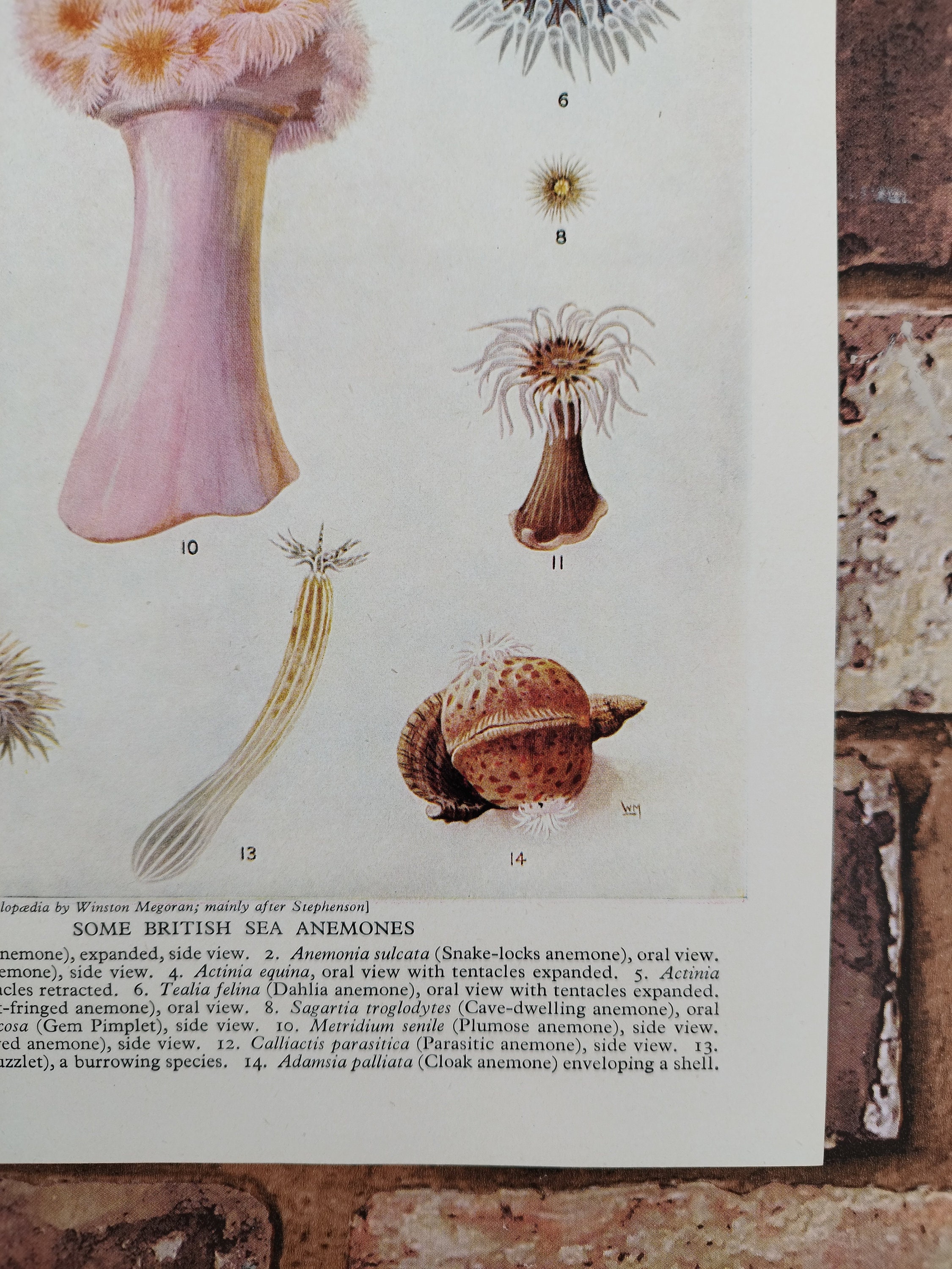 Vintage 1950s Types of British Sea Anemones Book Print Lithograph ...