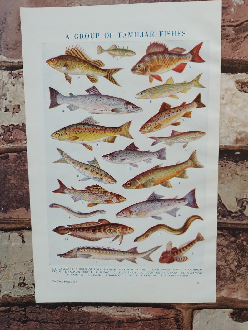 Vintage 1950s Fishes in British Rivers and Lakes Lithograph Book Print ...