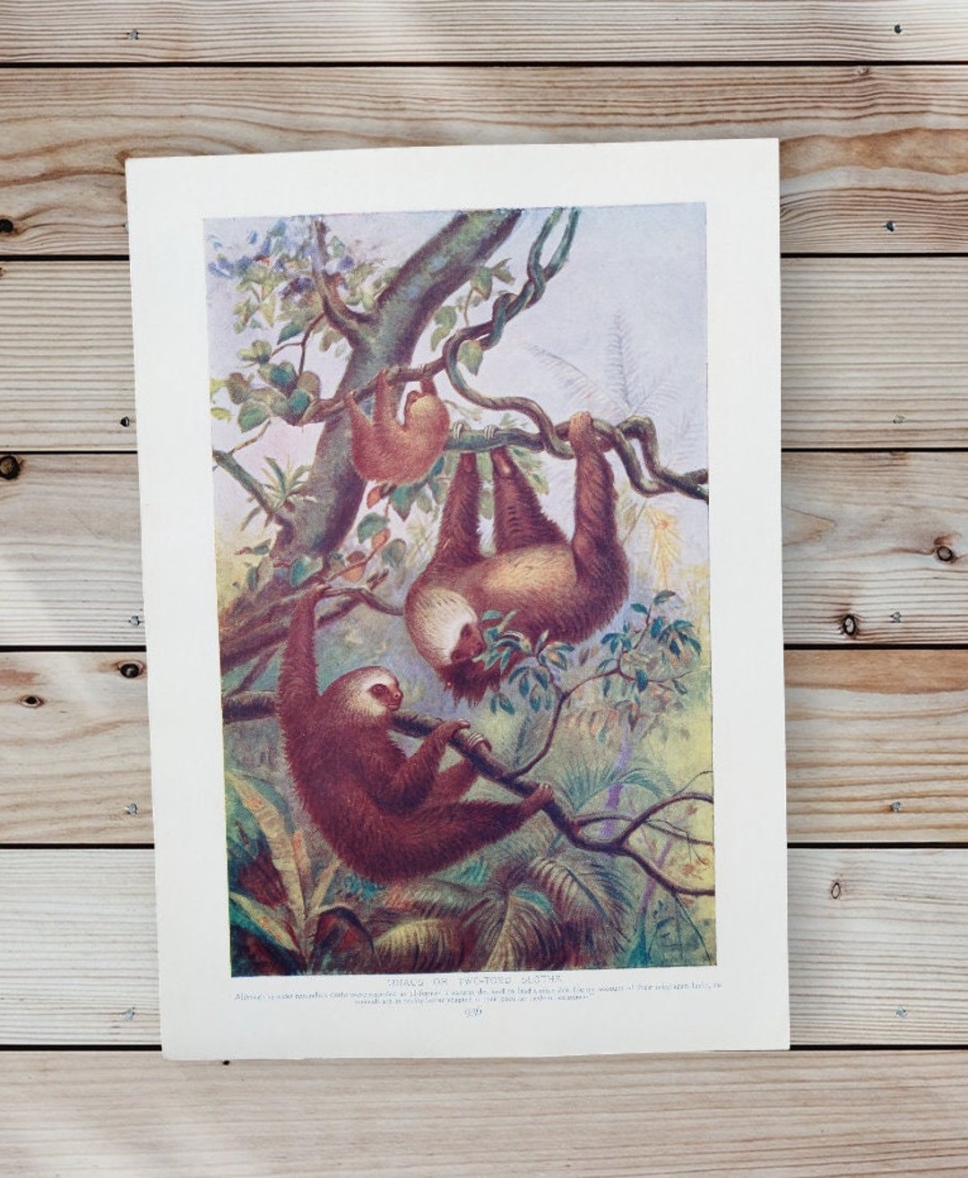 Genuine Antique 1910 Sloth Book Picture Print Two-toed Sloths in a Tree ...