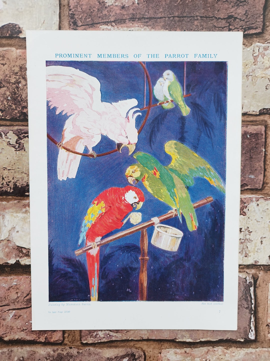 Genuine Vintage 1930s the Parrot Family Book Print Picture Painting ...