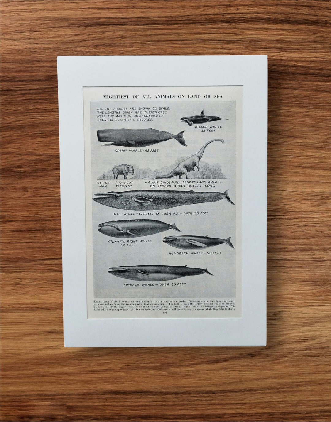 Vintage 1950s Whale and Dinosaur Book Print Picture , Largest Mammals ...