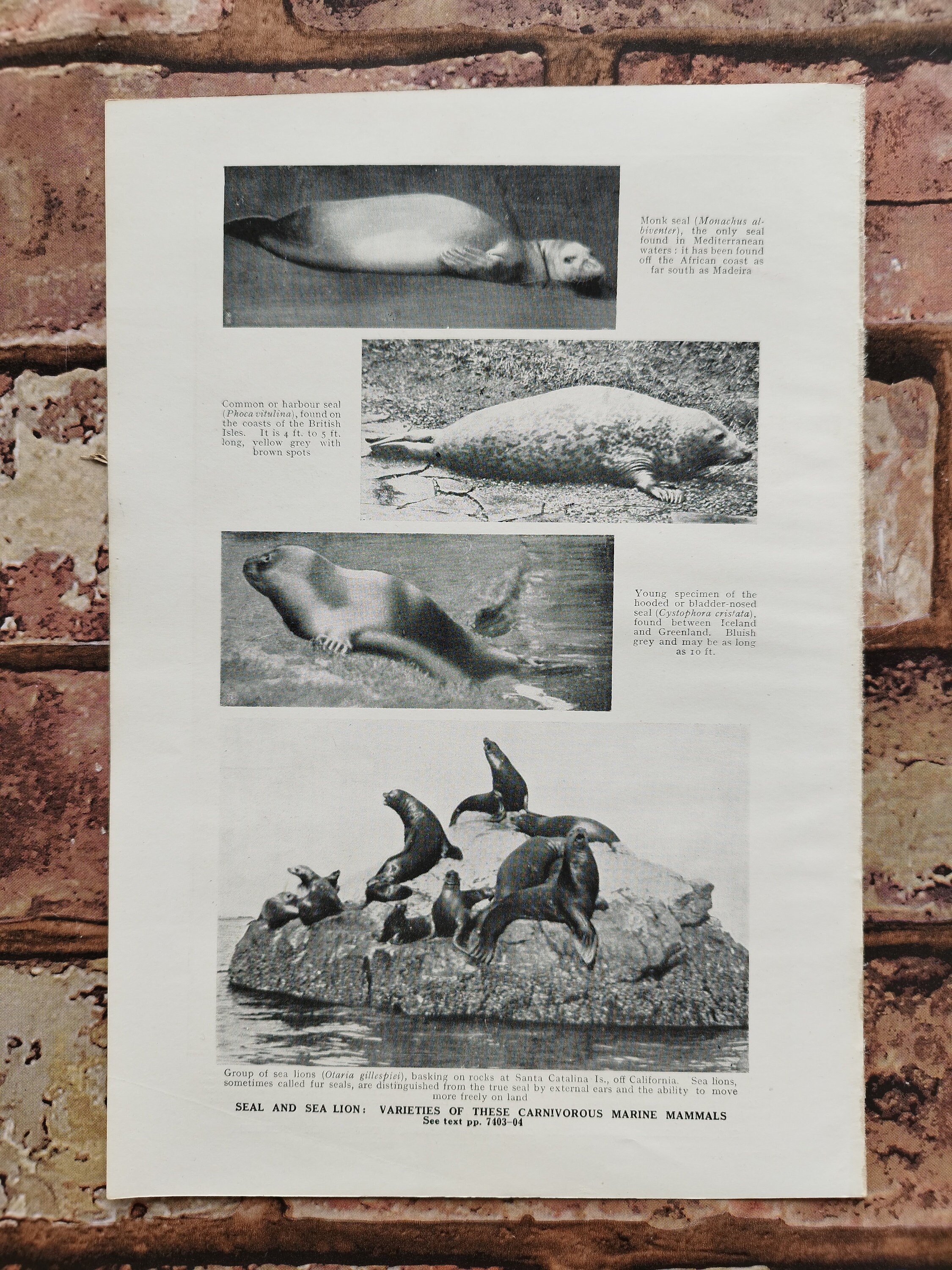 Genuine Antique 1920s Sea Anemone Book Print Picture Wall Art , Coral ...