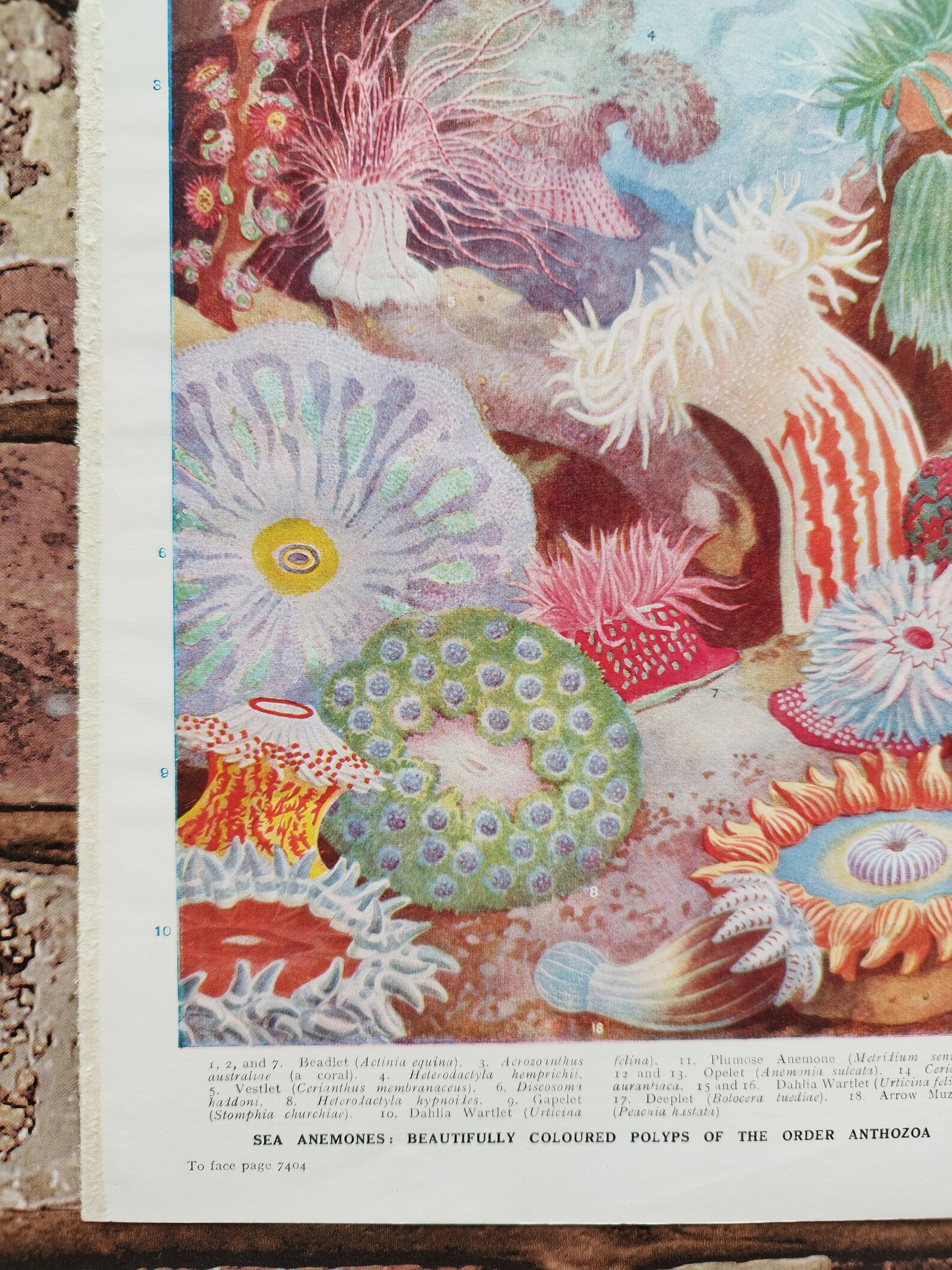 Genuine Antique 1920s Sea Anemone Book Print Picture Wall Art , Coral ...