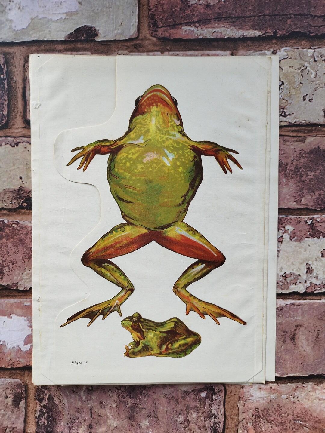 Genuine Vintage 1930s Old School Frog Dissection Sections Bookplate ...