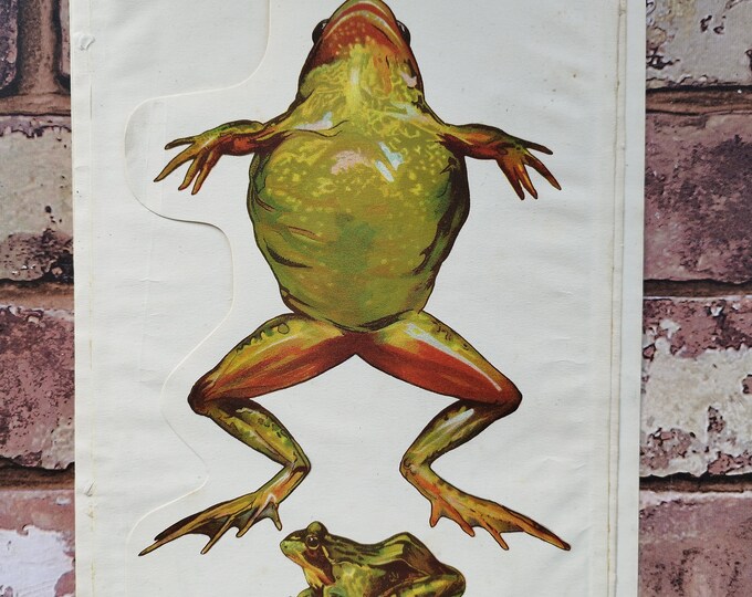 Genuine Vintage 1930s Old School Frog Dissection Anatomical Book Print ...