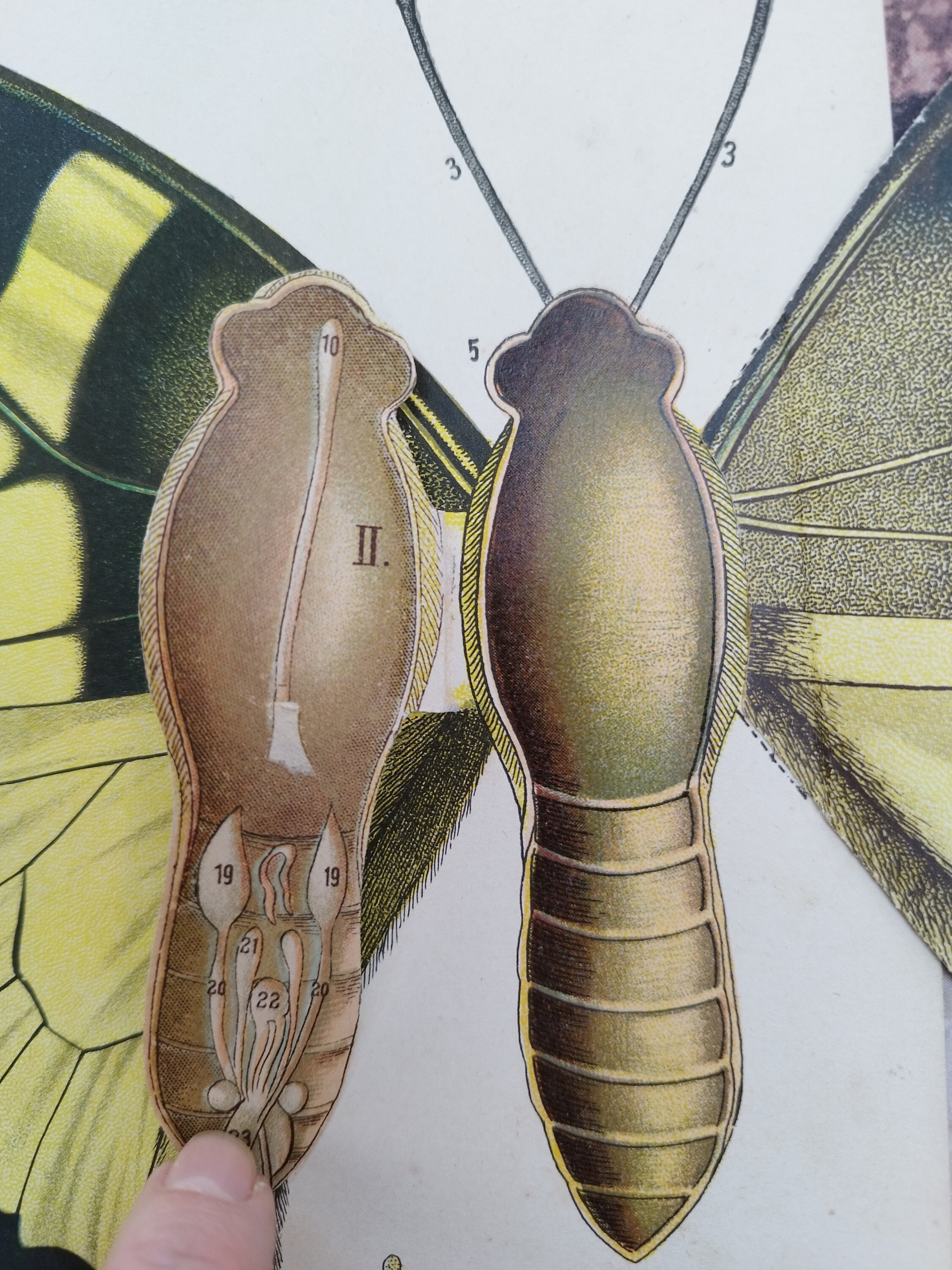 Antique Swallowtail Butterfly Anatomical Dissectional Book Print ...